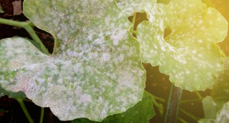 Microsphaera Diffusa | KampusTani.Com