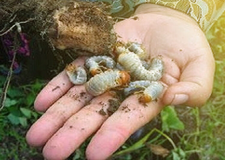 pengendalian hama uret | KampusTani.Com