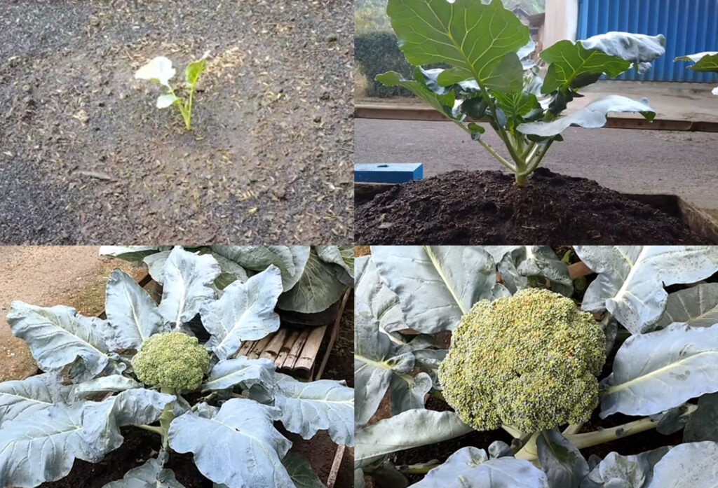 Cara Menanam Brokoli di Halaman Rumah | KampusTani.Com