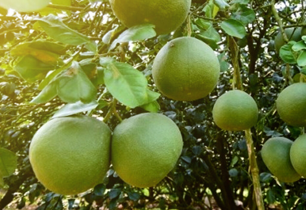 Cara Menanam Jeruk Pamelo dalam Pot | KampusTani.Com