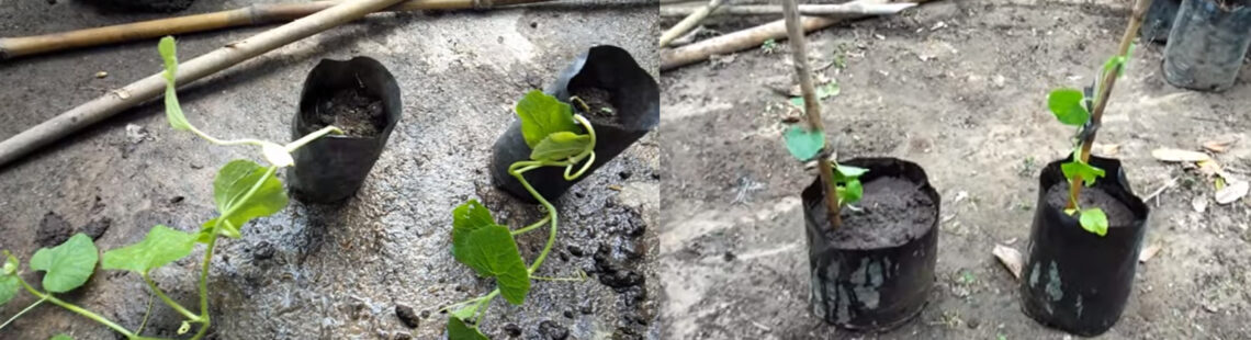 Cara Menanam Melon dari Biji | KampusTani.Com