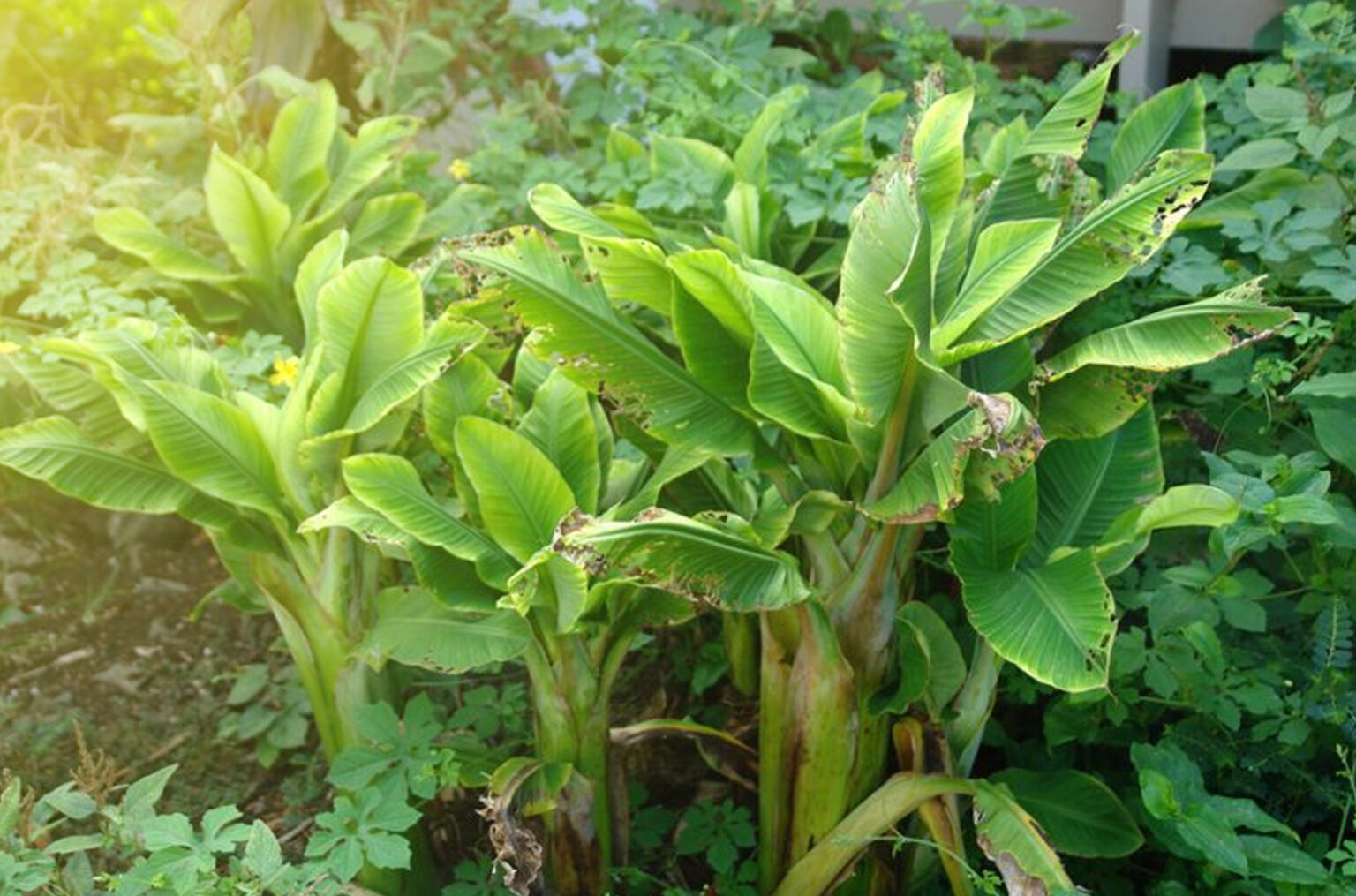 Cara Mengatasi Penyakit Kerdil Pada Tanaman Pisang | KampusTani.Com