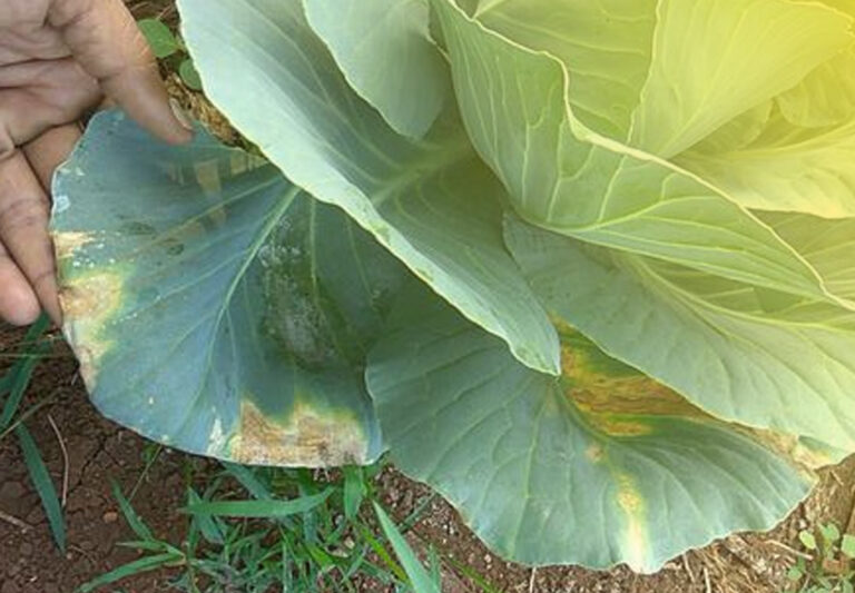 busuk hitam | KampusTani.Com