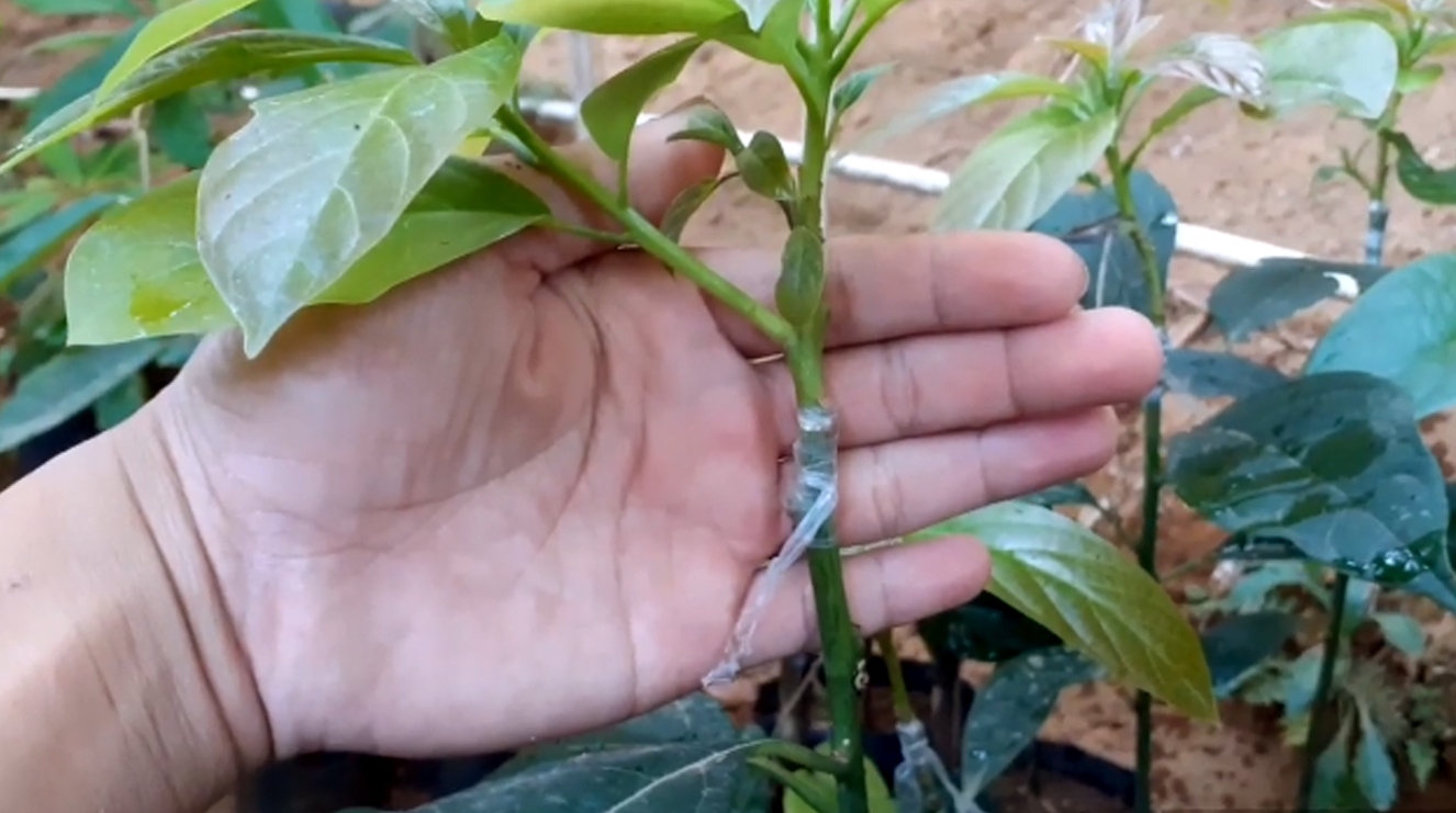 Cara Sambung Pucuk Alpukat Miki | KampusTani.Com