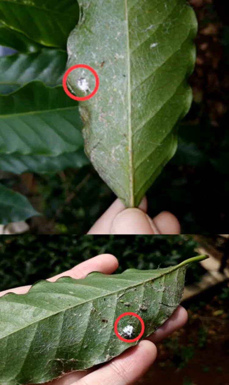 Pengendalian Hama dan Penyakit Tanaman Kopi | KampusTani.Com