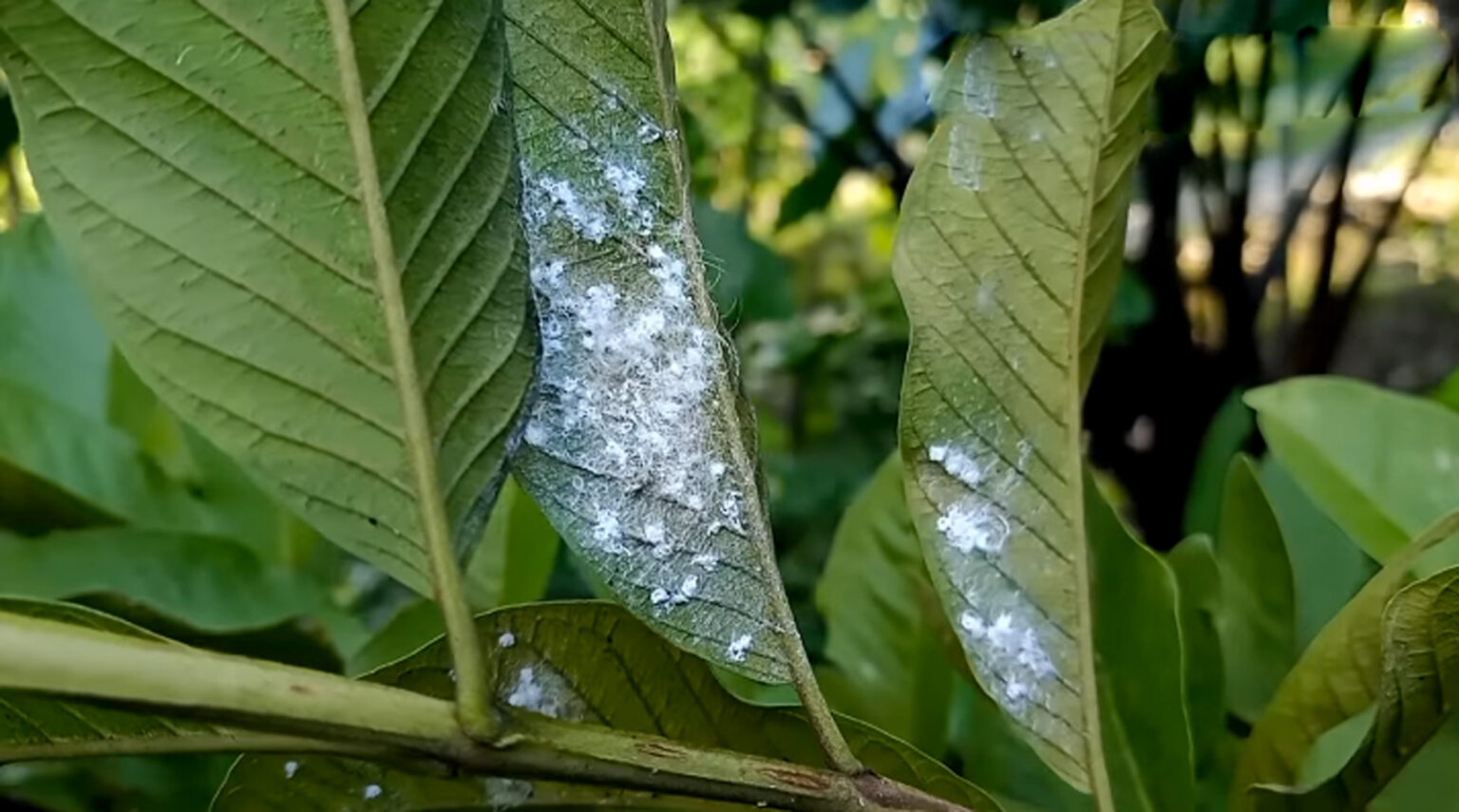Penyakit Embun Tepung Pada Melon | KampusTani.Com